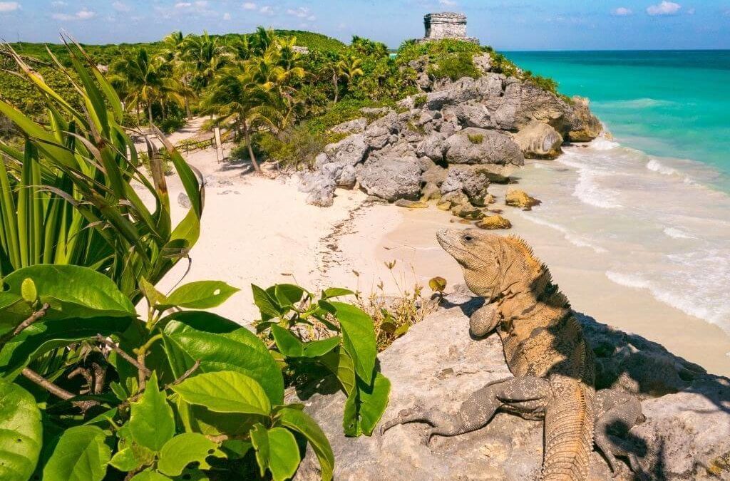 Nature Tourists Can Have a Wild Time Too: Wildlife to See in Cancun ...